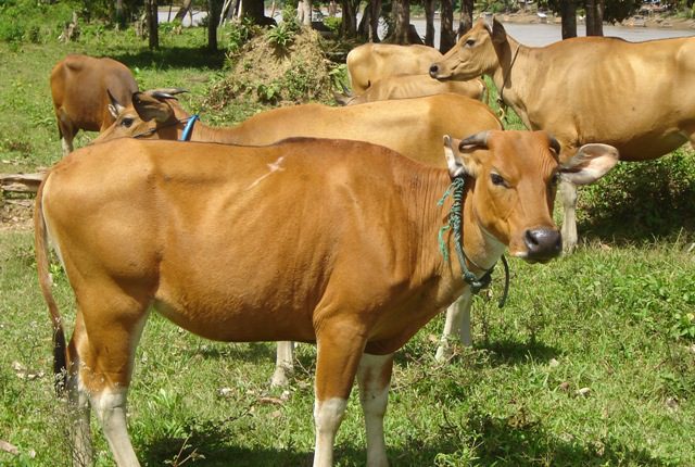 Cara Cepat Memperkirakan Berat Daging Sapi Qurban - IBTimes.ID